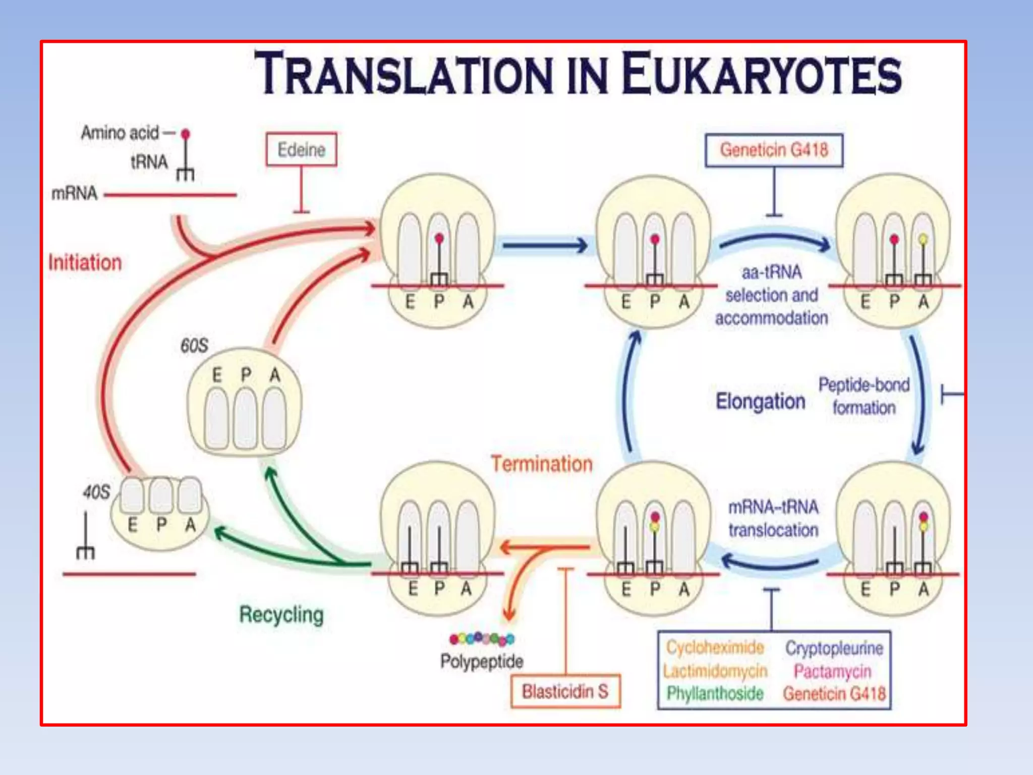 Translation in eukaryotes | PPTX