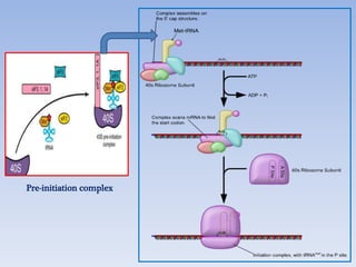 Translation in eukaryotes | PPTX
