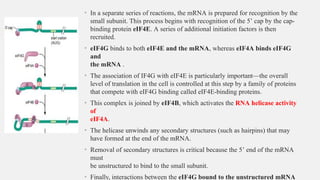 Process of translation in eukaryotic cells | PPTX