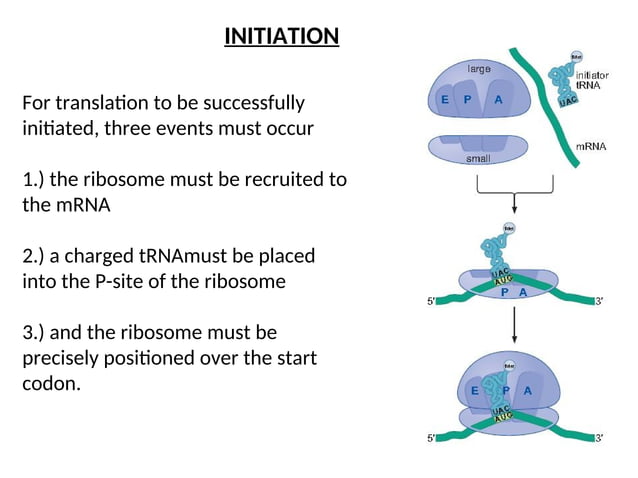 translation initiation presentation-1 - Copy.ppt