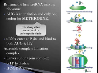 Translation in prokaryotes | PPTX