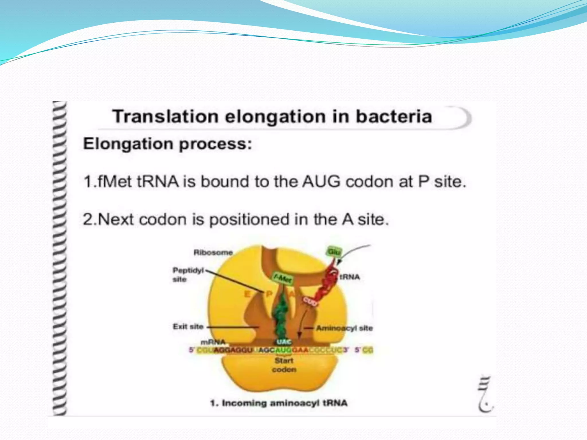 Translation in prokaryotes | PPTX