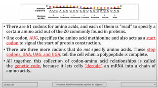 Translation in prokaryotes | PDF