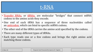 Translation in prokaryotes | PDF
