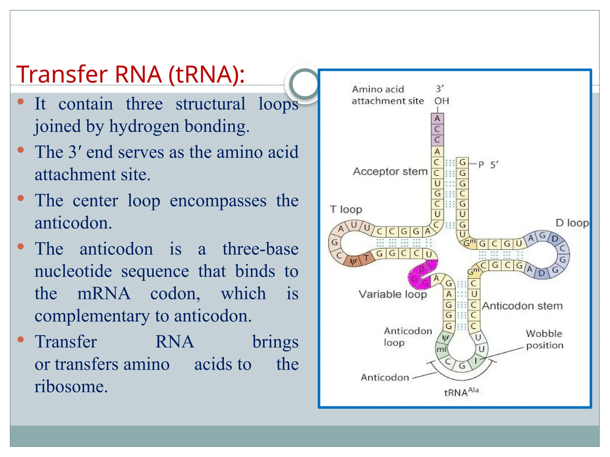 translationinprokaryotes-200918055641.pptx