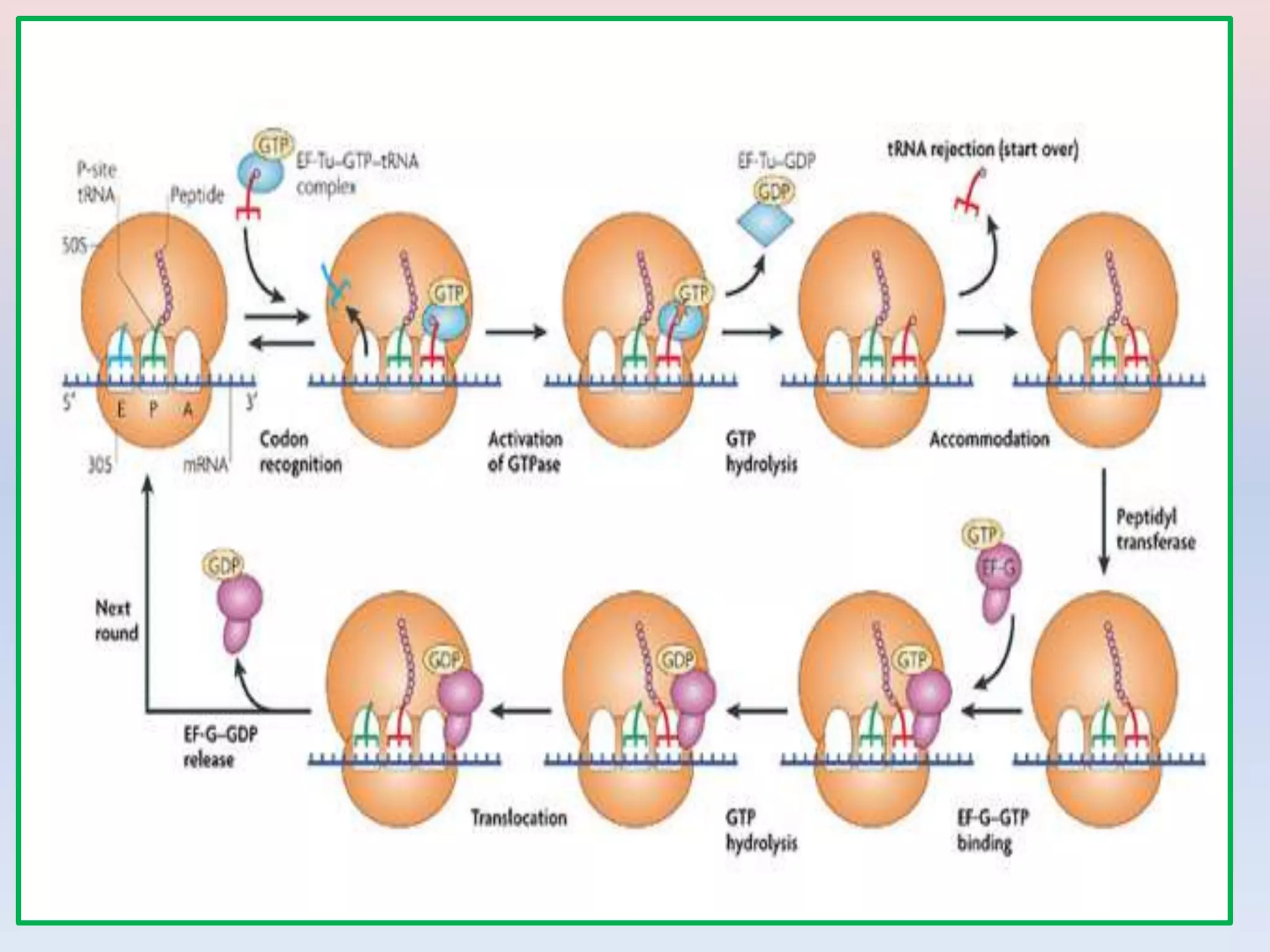 Translation in prokaryotes | PPTX