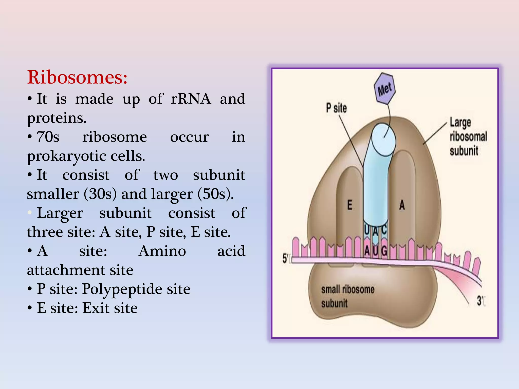 Translation in prokaryotes | PPTX