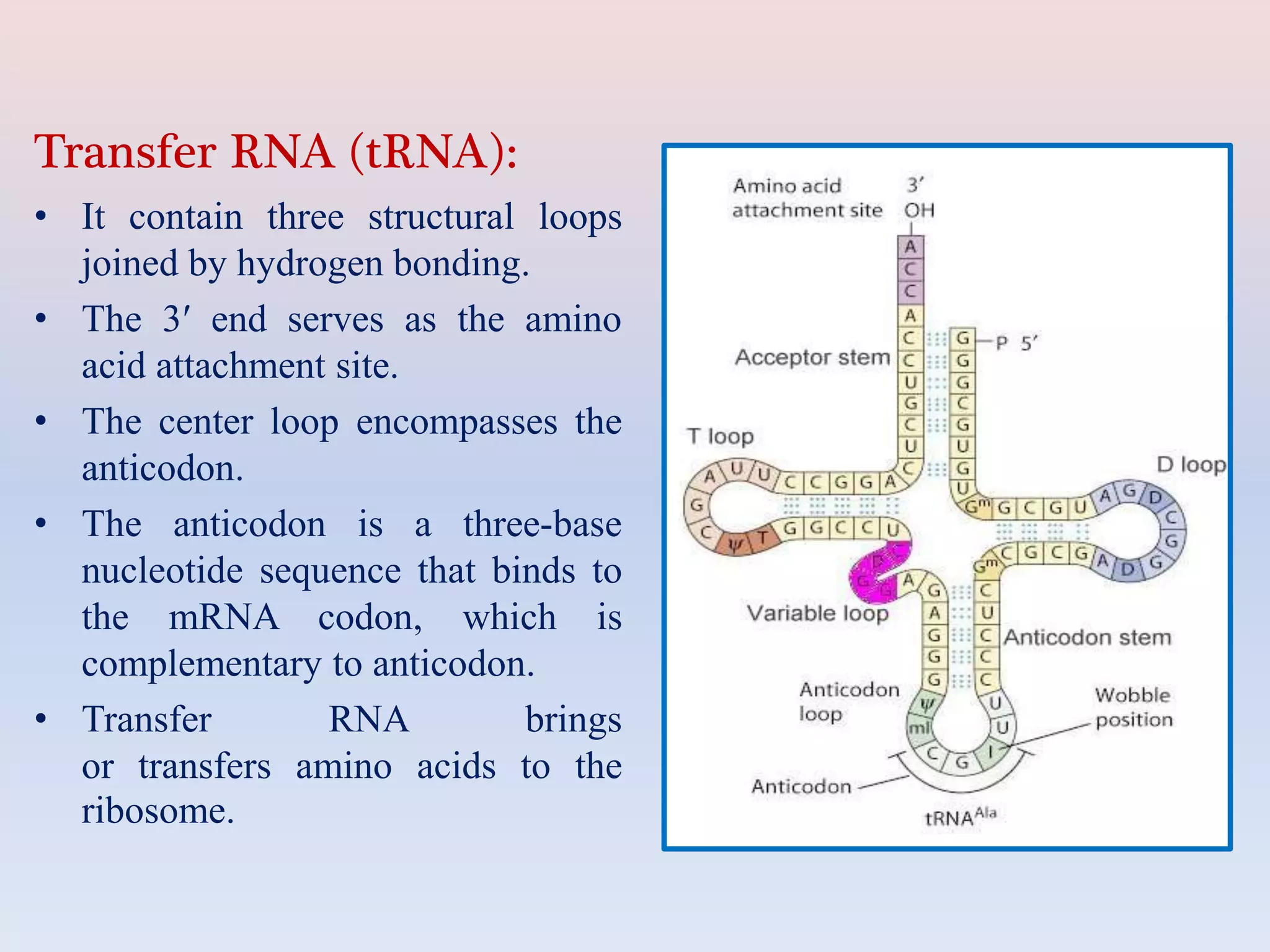Translation in prokaryotes | PPTX