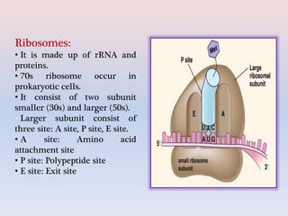 Translation in prokaryotes | PPTX