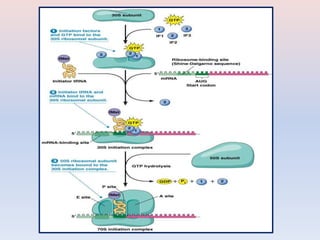 Prokaryotic Translation Initiation