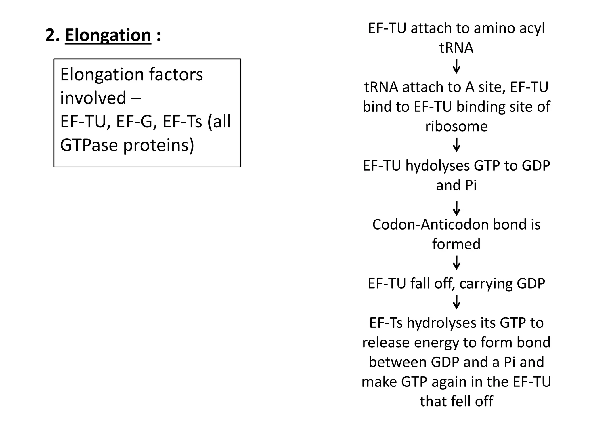 Translation in prokaryotes and eukaryotes | PPTX