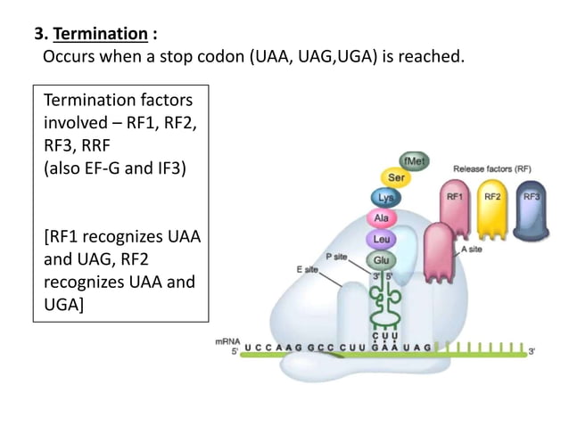 Translation in prokaryotes and eukaryotes | PPTX