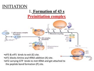 Translation in prokaryotes and eukaryotes | PPTX