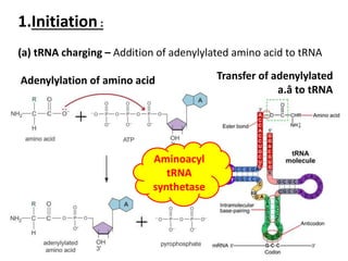 Translation in prokaryotes and eukaryotes | PPTX