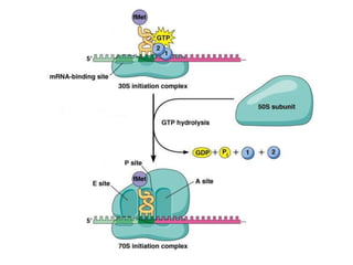 Translation in prokaryotes and eukaryotes | PPTX