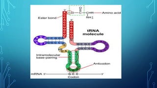 Translation in prokaryotes and eukaryotes | PPTX