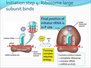 Translation lgis | PPT