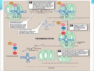 Translation lgis | PPT