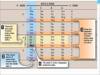 Translation lgis | PPT