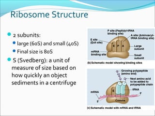 Translation lgis | PPT