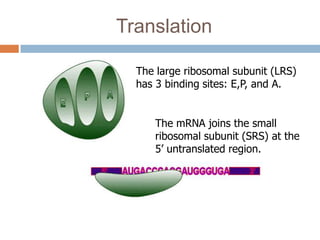 Translation mutation ppt | PPTX