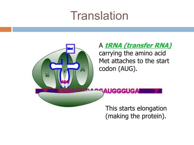 Translation mutation ppt | PPT