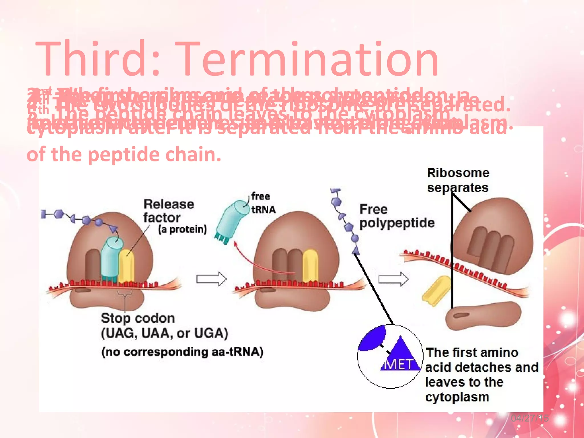 Translation of dna | PPT