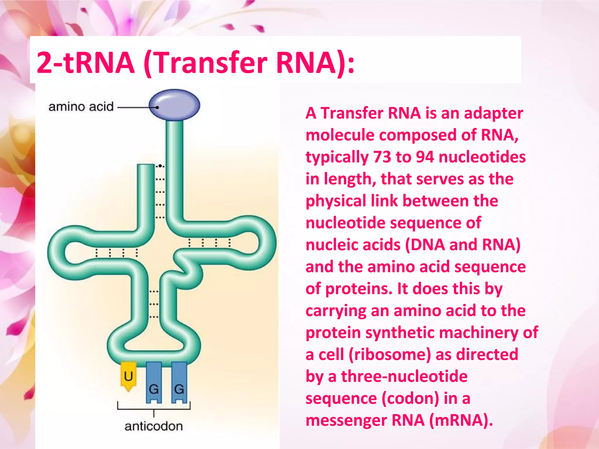 Translation of dna | PPT