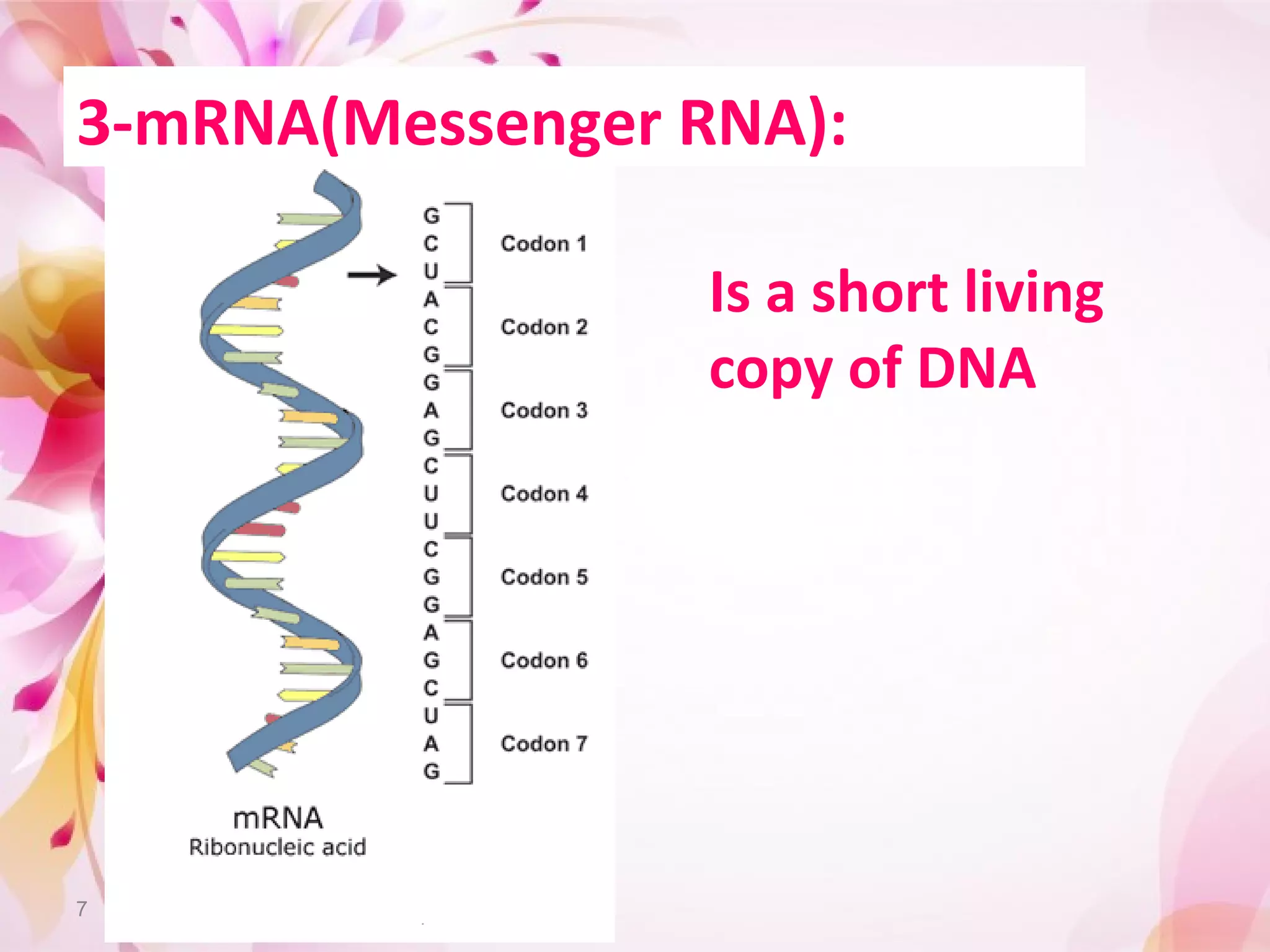 Translation of dna | PPT