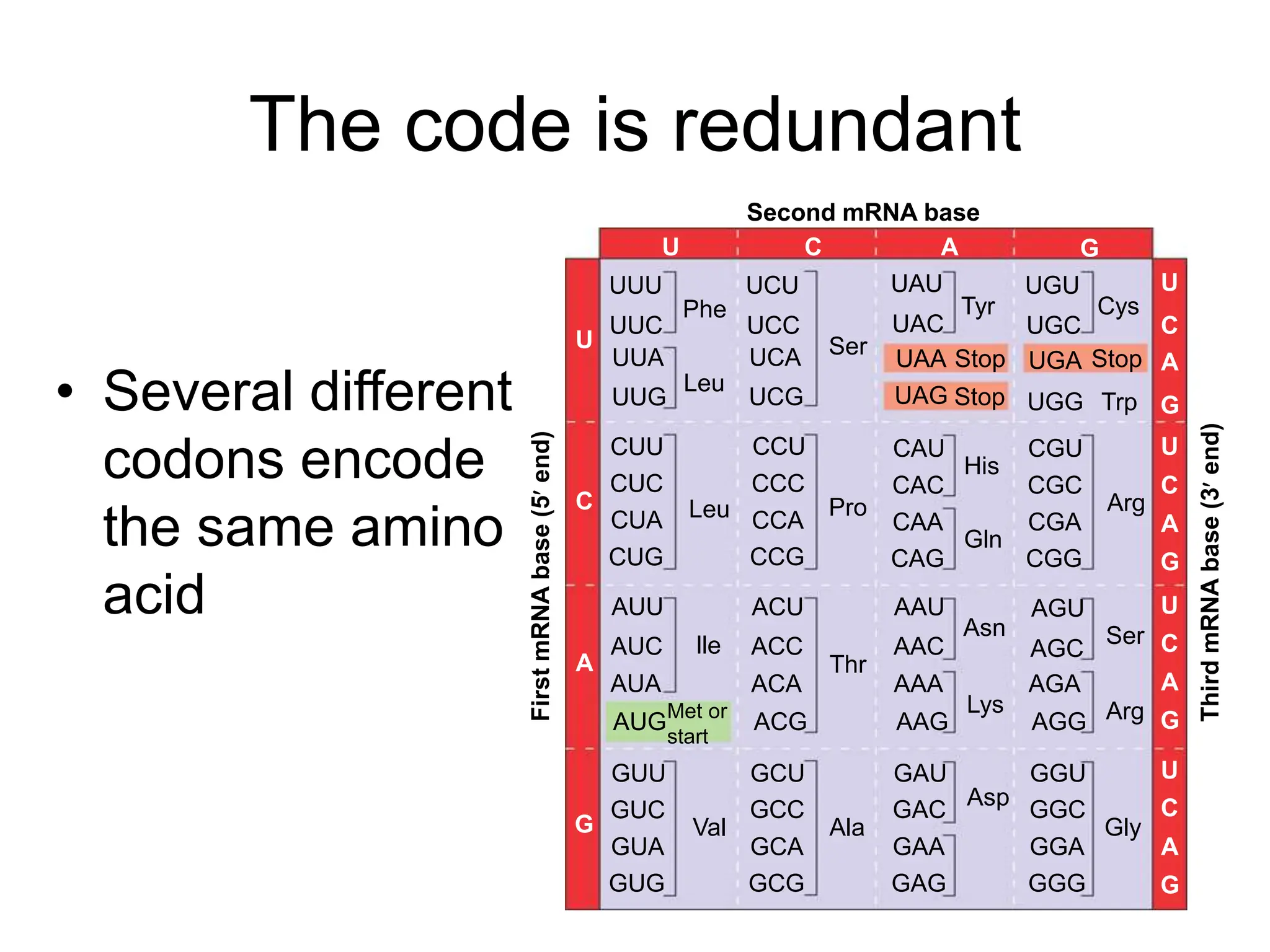 Translation of Proteins.ppt