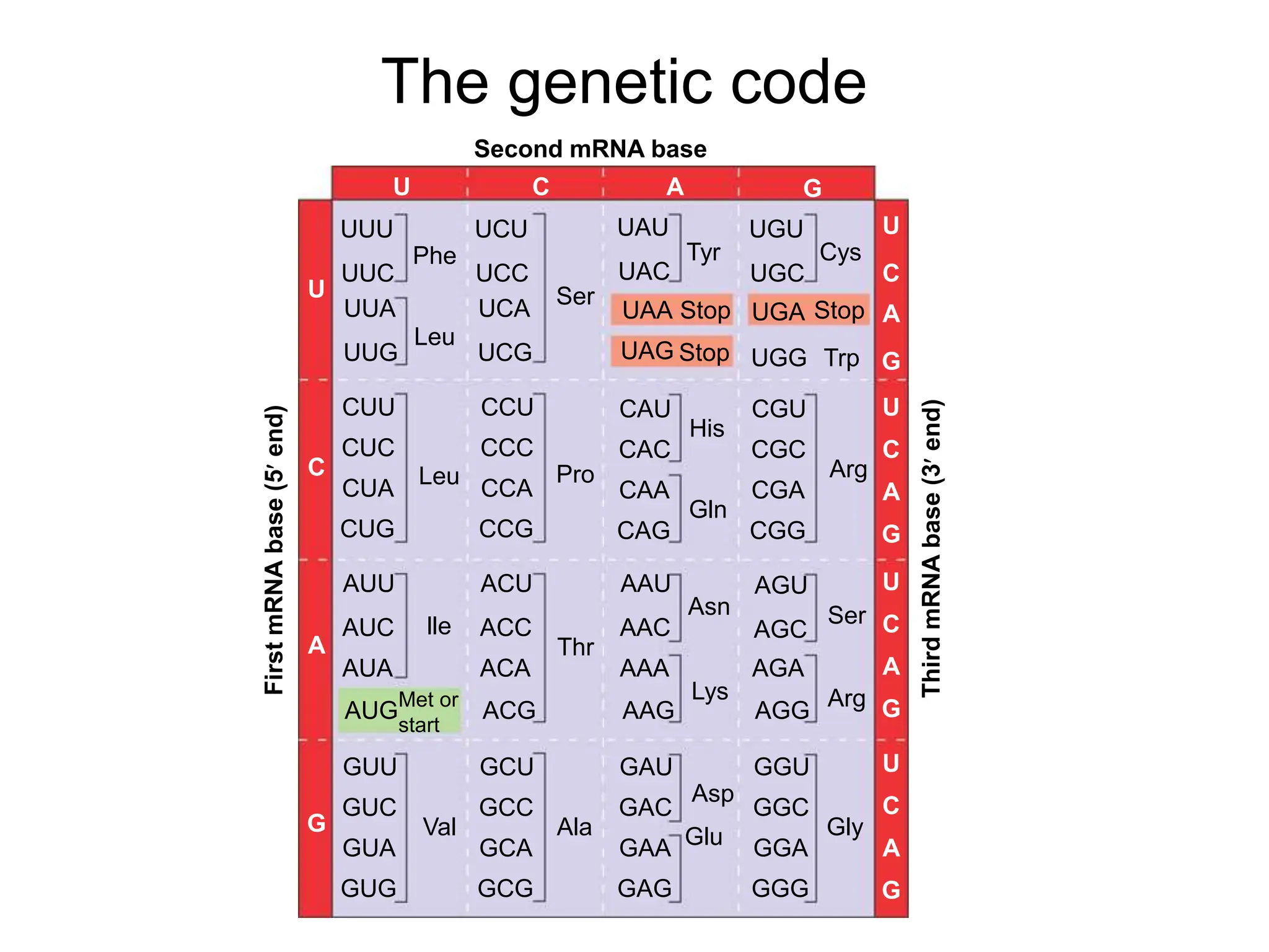 Translation of Proteins.ppt