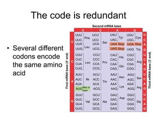Translation of Proteins.ppt