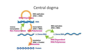 Translation & Post Translational Modifications | PPTX