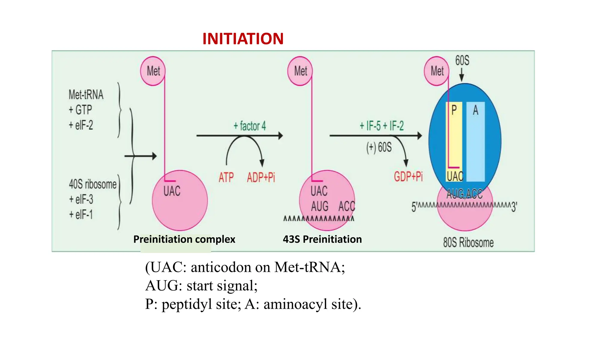 TRANSLATION & POST TRANSLATION MODIFICATIONS.pptx