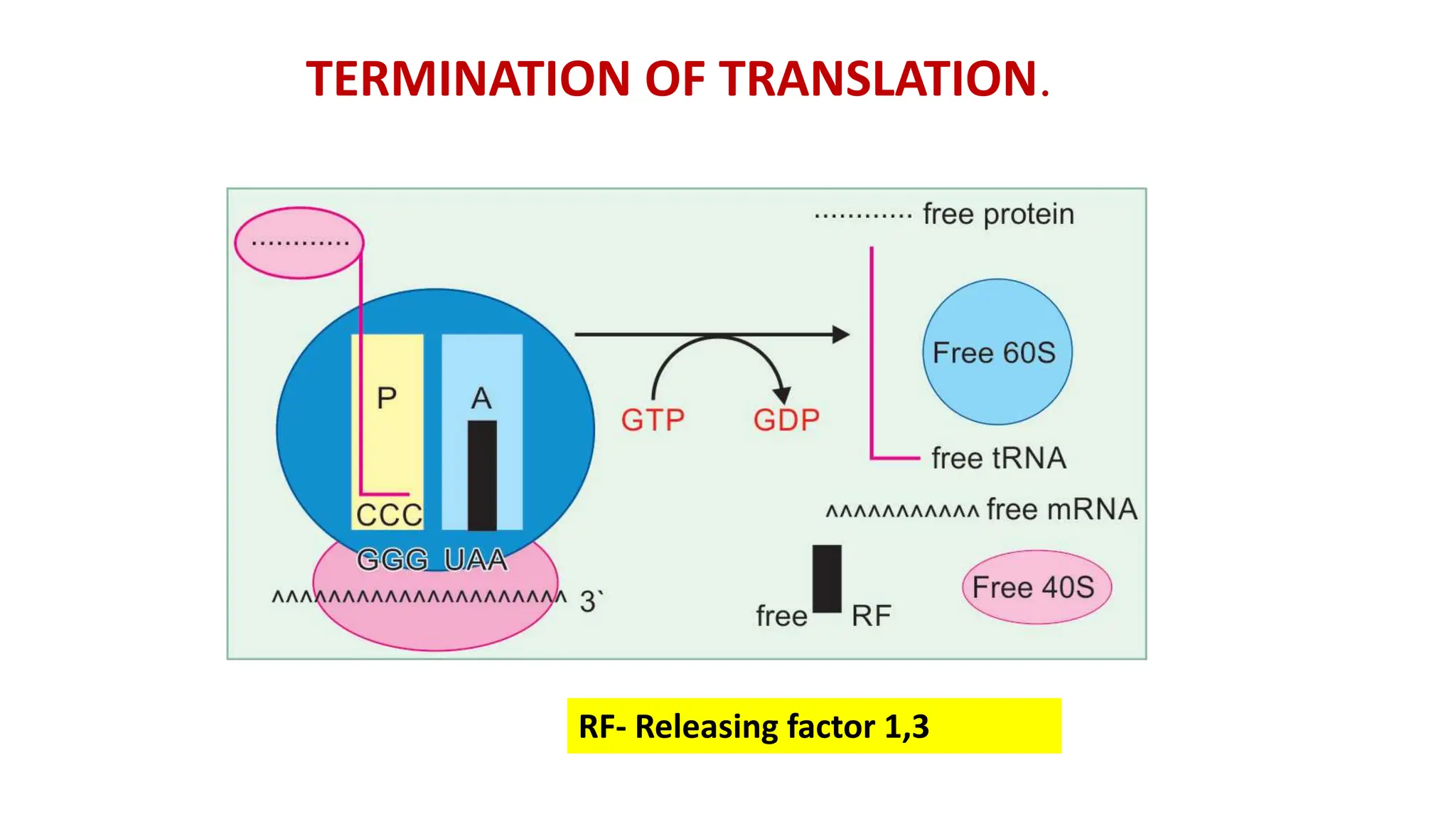 TRANSLATION & POST TRANSLATION MODIFICATIONS.pptx