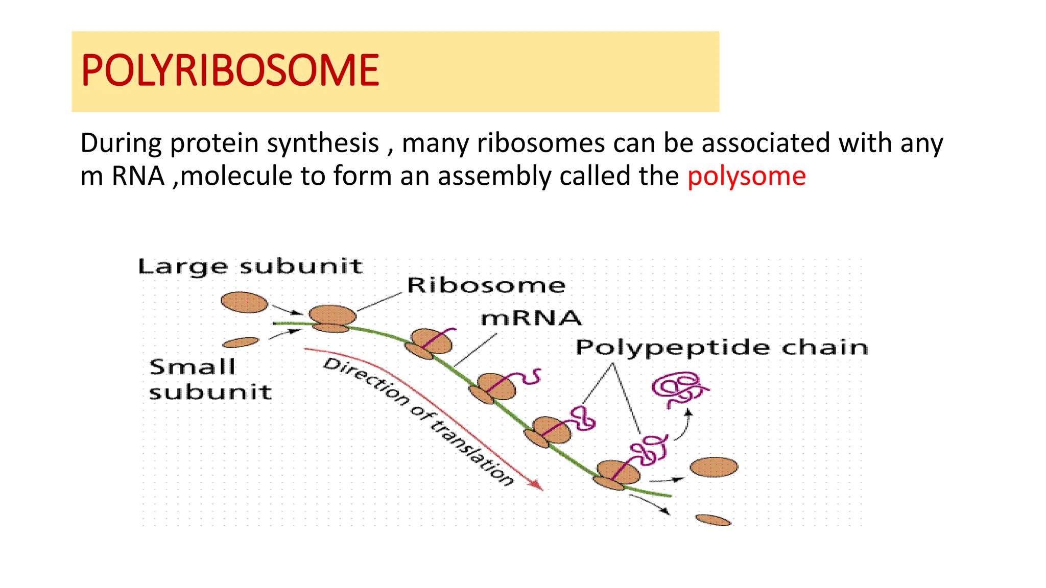 TRANSLATION & POST TRANSLATION MODIFICATIONS.pptx
