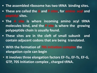 translation process.pptx