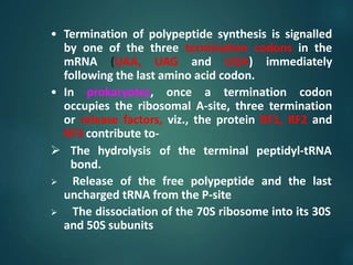 translation process.pptx
