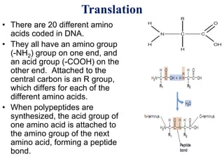 TRANSLATION (Protein synthesis) presentation.pdf