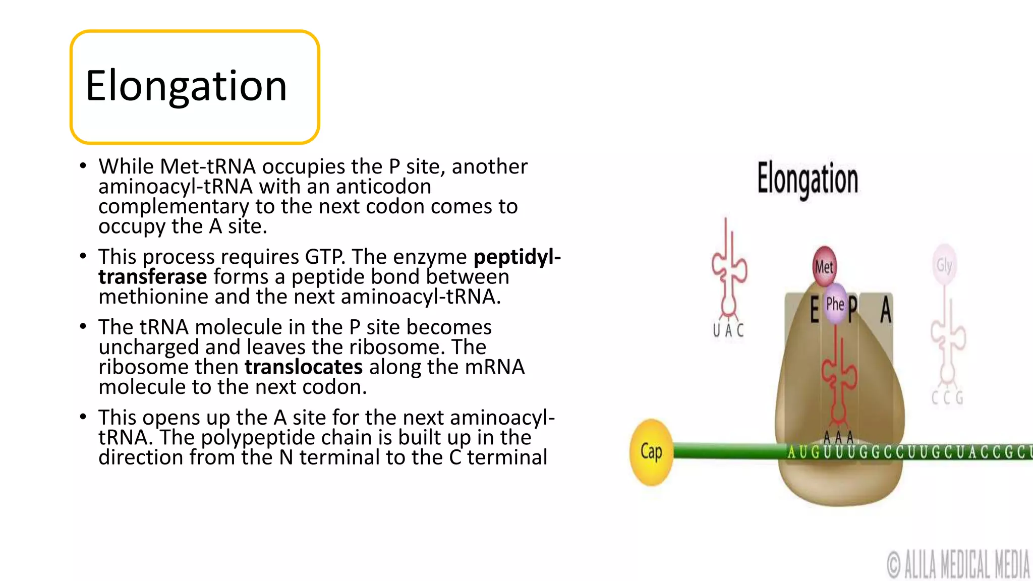 Translation (protein synthesis) presentation | PPTX | Programming Languages | Computing