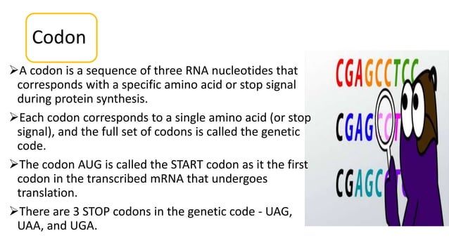 Translation (protein synthesis) presentation | PPTX | Programming Languages | Computing