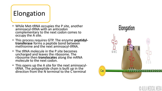 Translation (protein synthesis) presentation | PPTX | Programming Languages | Computing