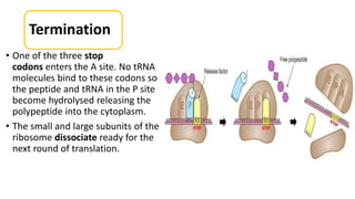 Translation (protein synthesis) presentation | PPTX | Programming Languages | Computing
