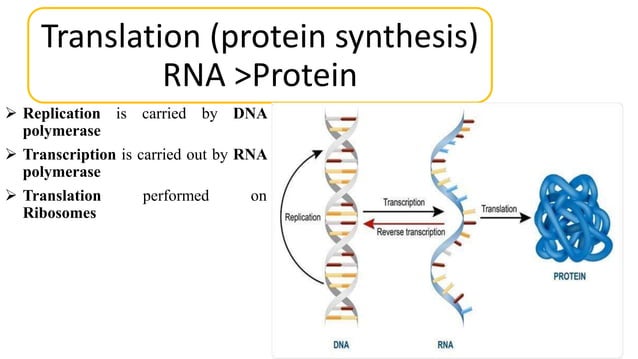 Translation (protein synthesis) presentation | PPTX | Programming Languages | Computing