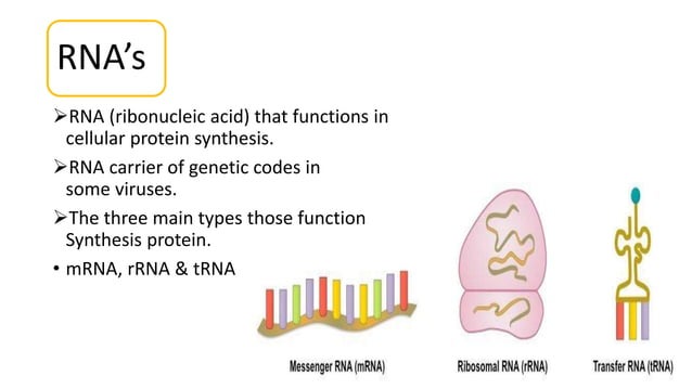 Translation (protein synthesis) presentation | PPTX | Programming Languages | Computing