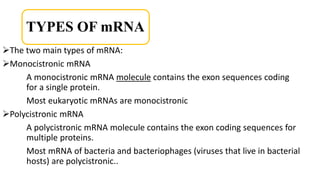 Translation (protein synthesis) presentation | PPTX | Programming ...
