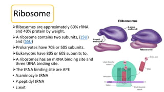 Translation (protein synthesis) presentation | PPT
