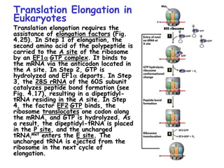 translation rna.pptx in detail with diagram | PPTX