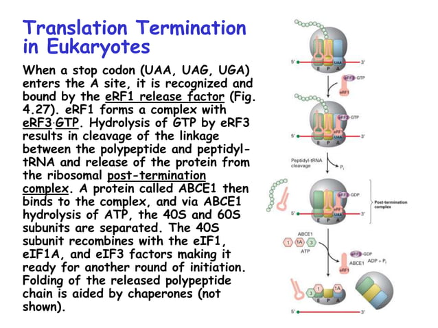 translation rna.pptx in detail with diagram | PPTX