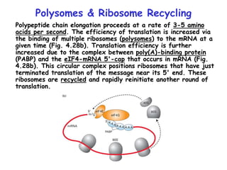 translation rna.pptx in detail with diagram | PPTX